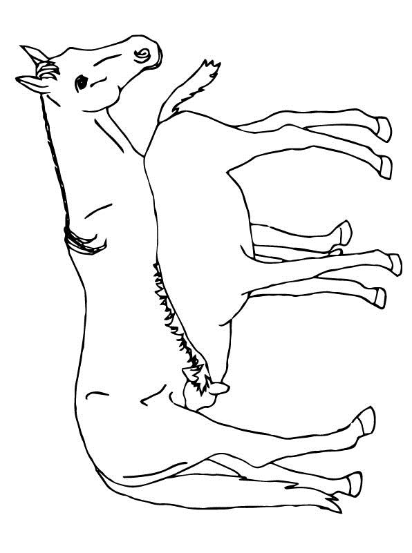 Kids-n-fun.de | Malvorlage Pferde Pferde